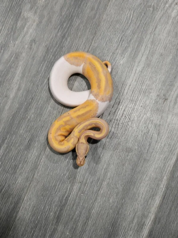 Banana Pied 50% Hypo | Ball Pythons | ReptileAds