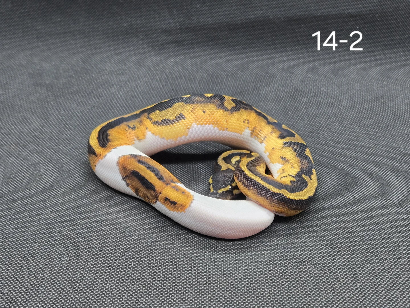 Pied | Ball Pythons | ReptileAds