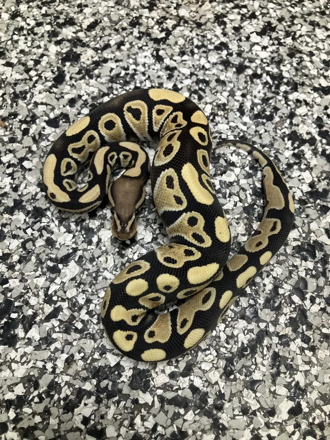 Enhancer Het Clown 66% G-Stripe | Ball Pythons | ReptileAds