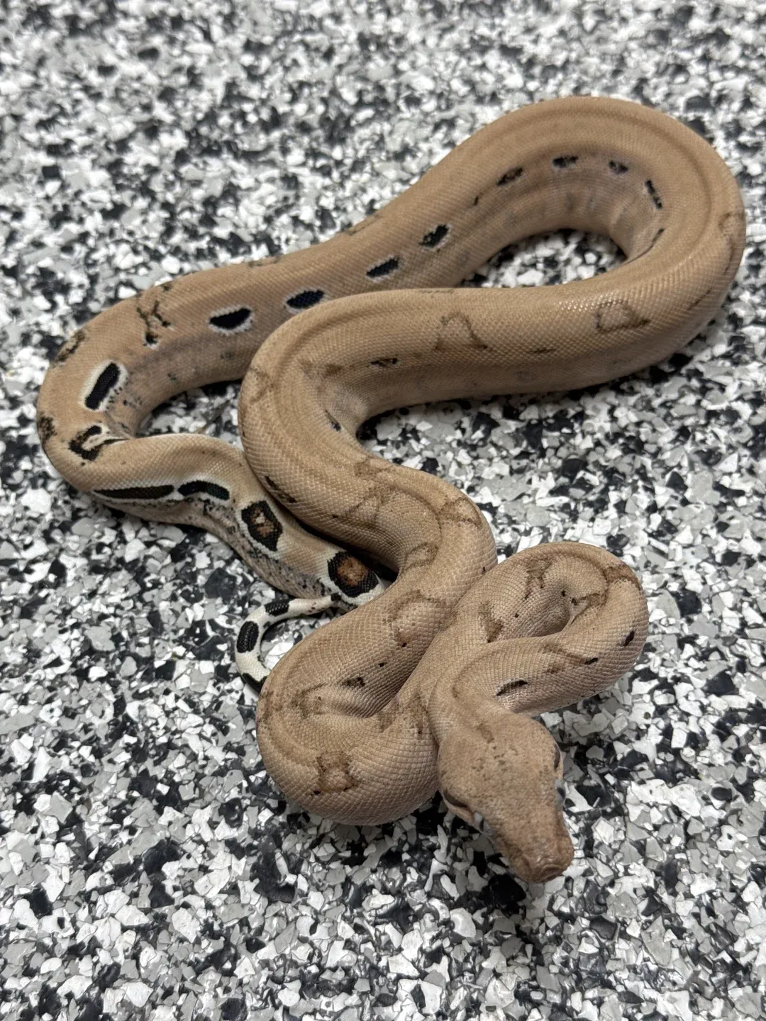 Scoria | Red-Tailed Boas (BCC) | ReptileAds
