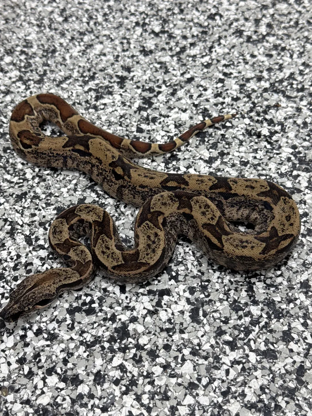 Hypo IMG PDH VPI/Anery | Red-Tailed Boas (BCC) | ReptileAds