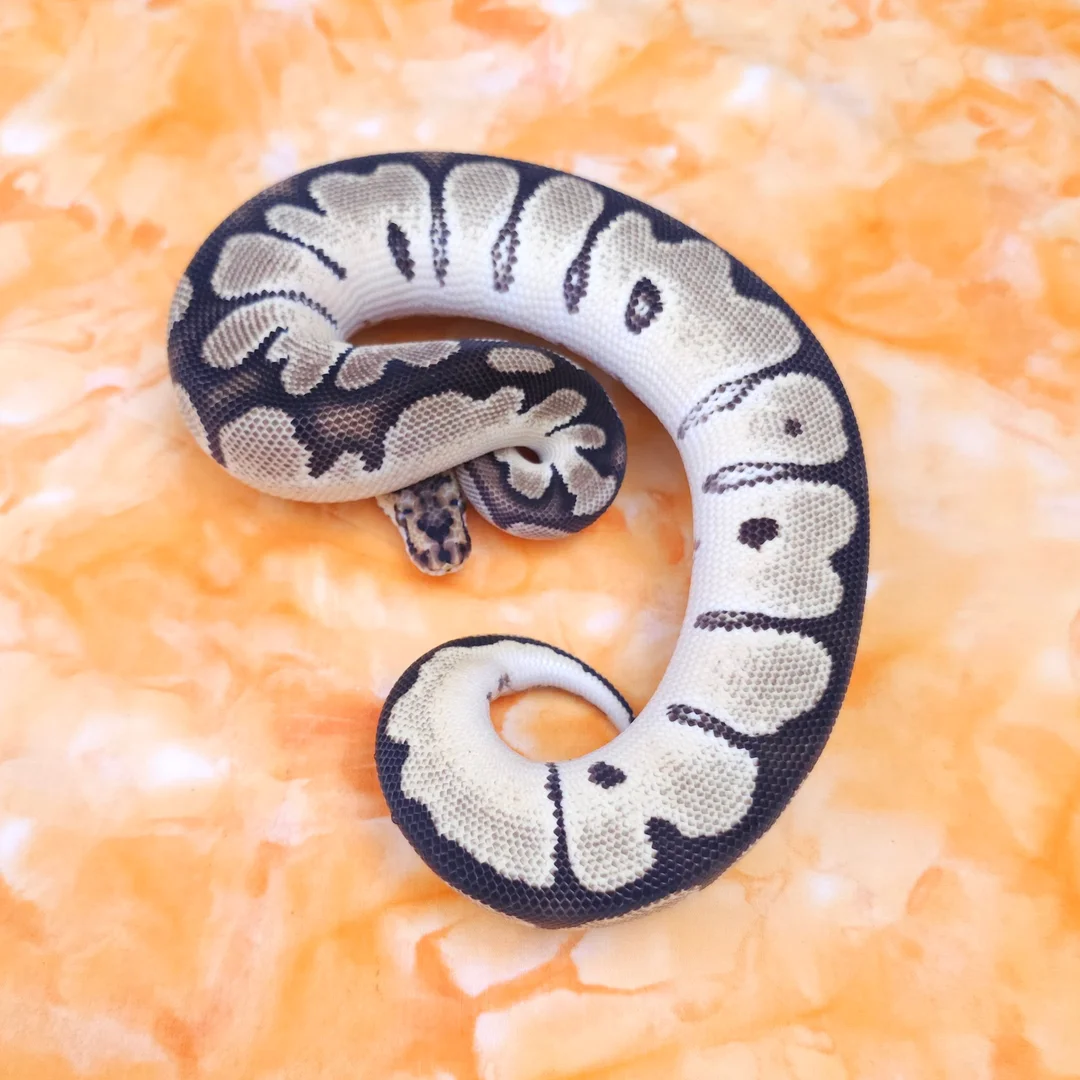 Clown probable OD | Ball Pythons | ReptileAds