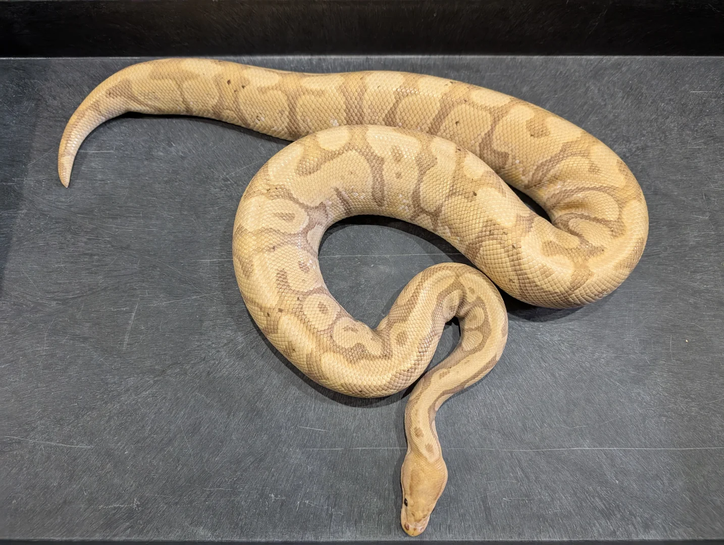 Coral Glow Hidden Gene Woma | Ball Pythons | ReptileAds