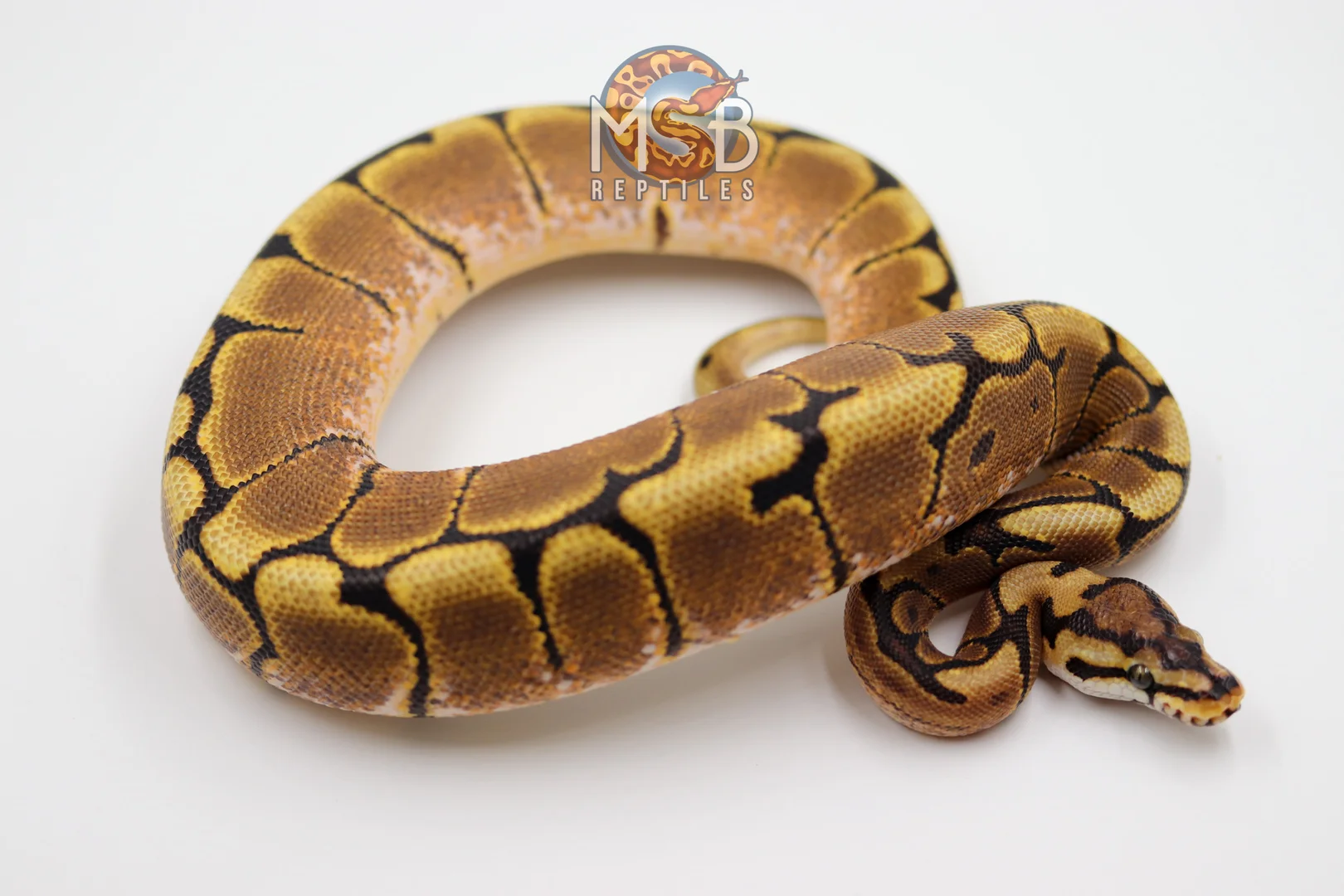 Spider het Monarch | Ball Pythons | ReptileAds