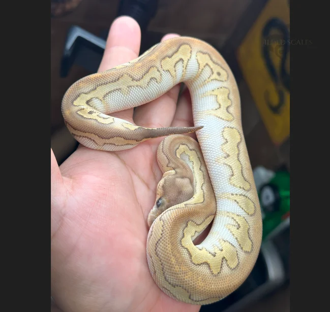 Lola | Ball Pythons | ReptileAds