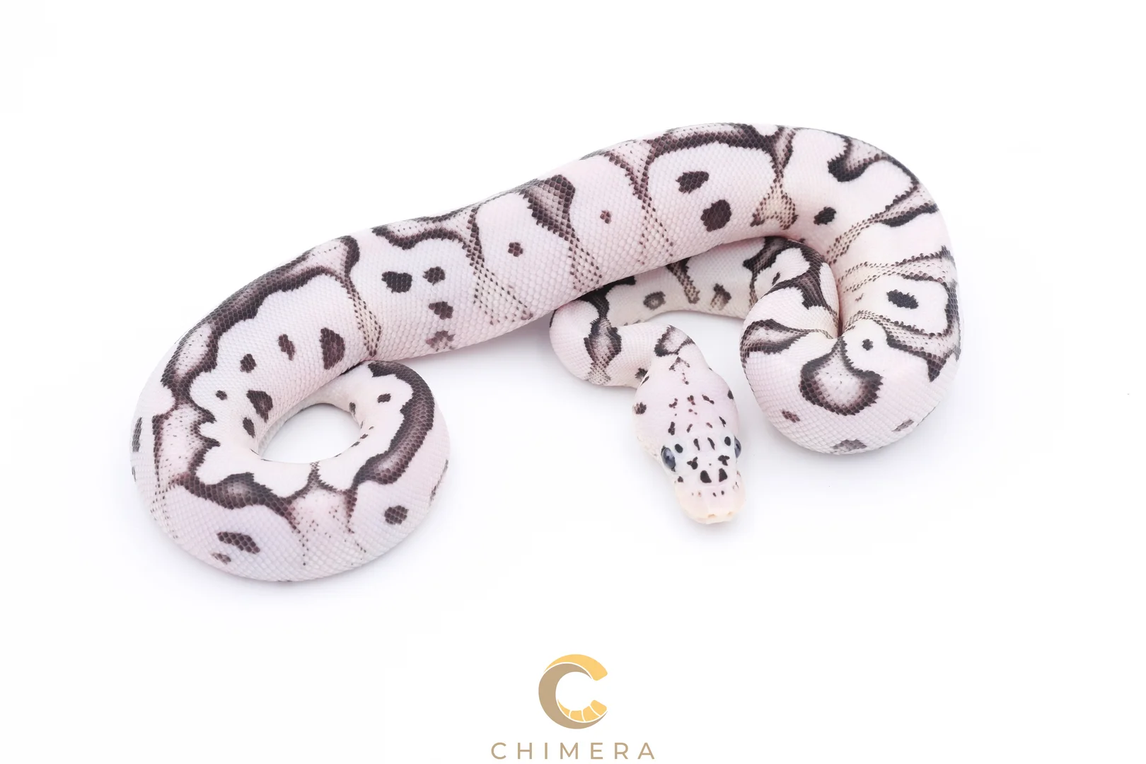 Pastel DG Clown Axanthic (VPI) het G Stripe | Ball Pythons | ReptileAds