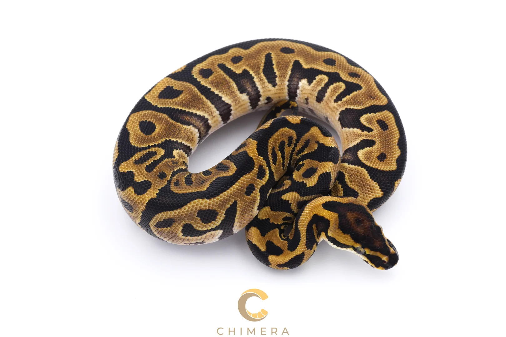 Leopard het Clown Monsoon | Ball Pythons | ReptileAds