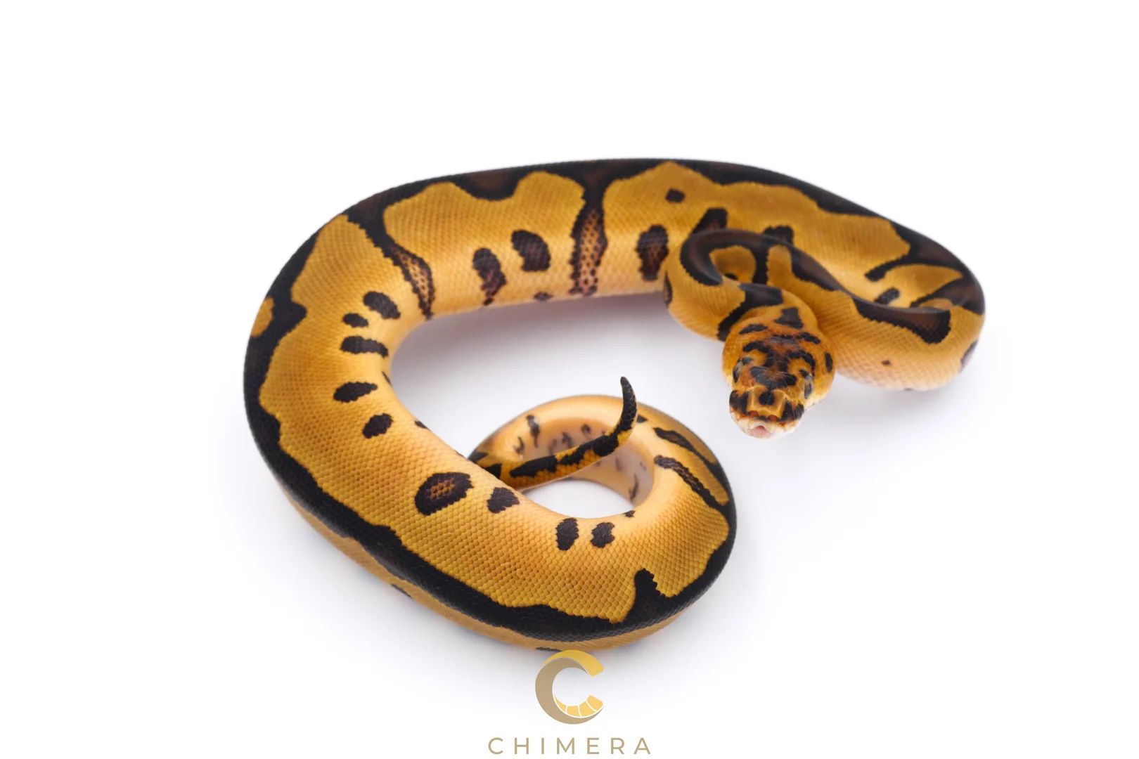 Leopard Clown het Monsoon | Ball Pythons | ReptileAds